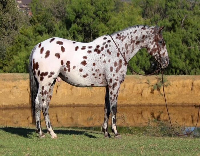 Grant (Appaloosa Horse) - crossvalleyranch