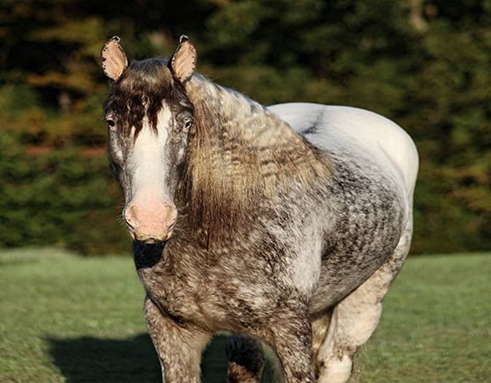 Dante (Appalossa Horse) - crossvalleyranch
