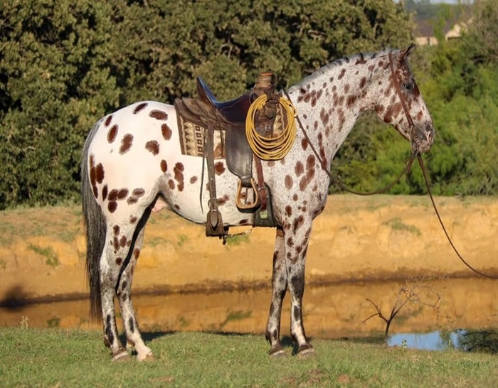 Grant (Appaloosa Horse) - crossvalleyranch
