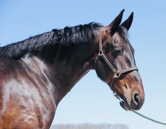 Kernel (Friesian Horse) - crossvalleyranch