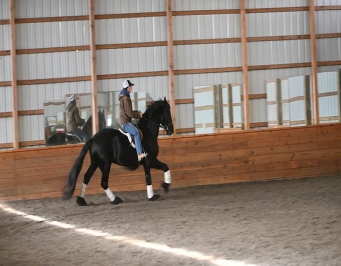 Willem (Friesian Horse) - crossvalleyranch