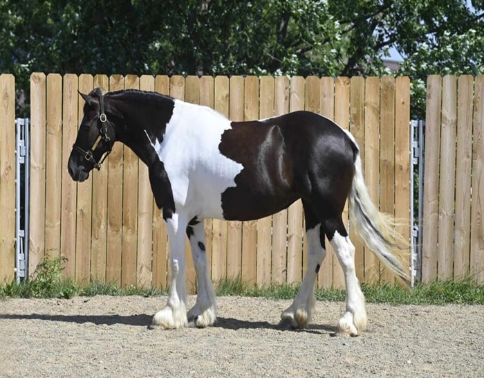 Desty (Friesian horse) - crossvalleyranch