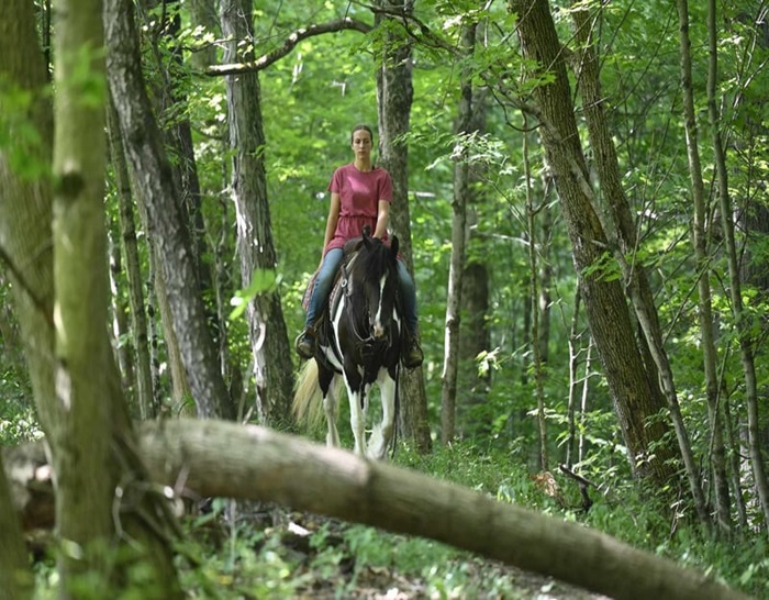 Desty (Friesian horse) - crossvalleyranch