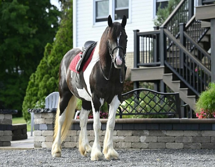 Desty (Friesian horse) - crossvalleyranch