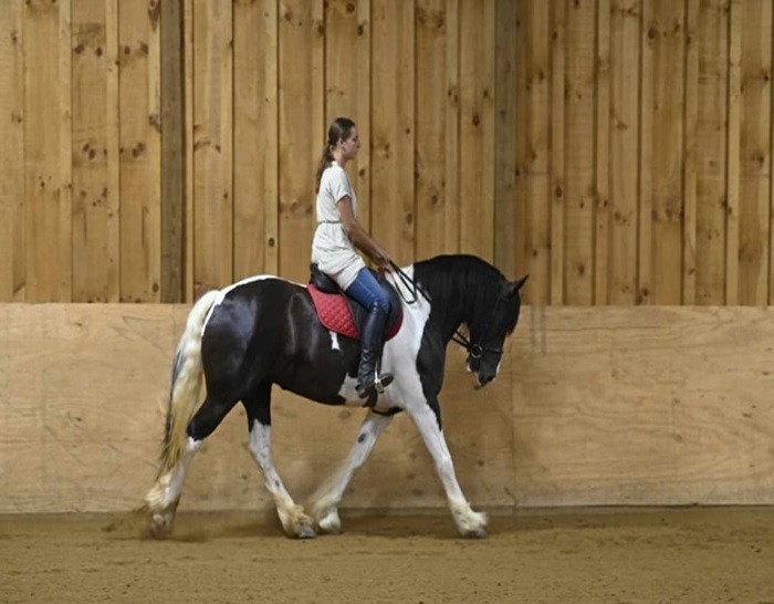 Desty (Friesian horse) - crossvalleyranch