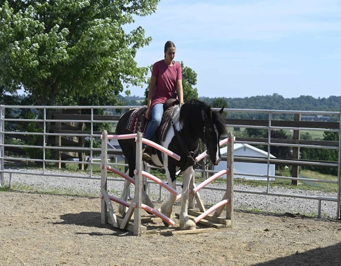 Desty (Friesian horse) - crossvalleyranch