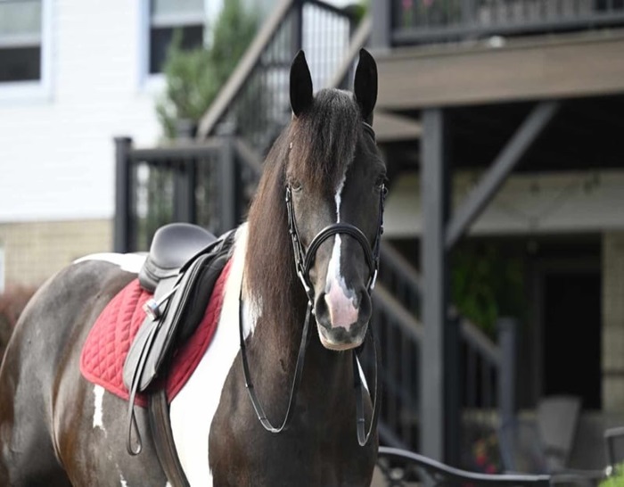 Desty (Friesian horse) - crossvalleyranch