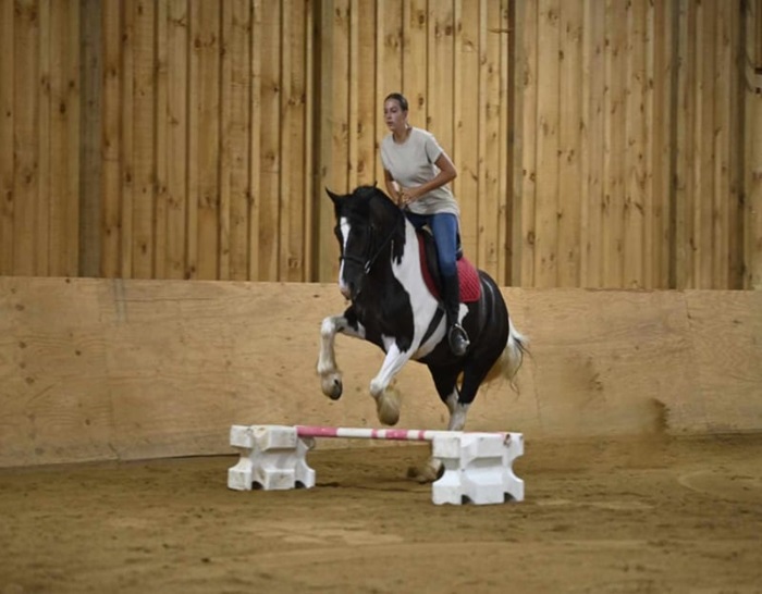 Desty (Friesian horse) - crossvalleyranch