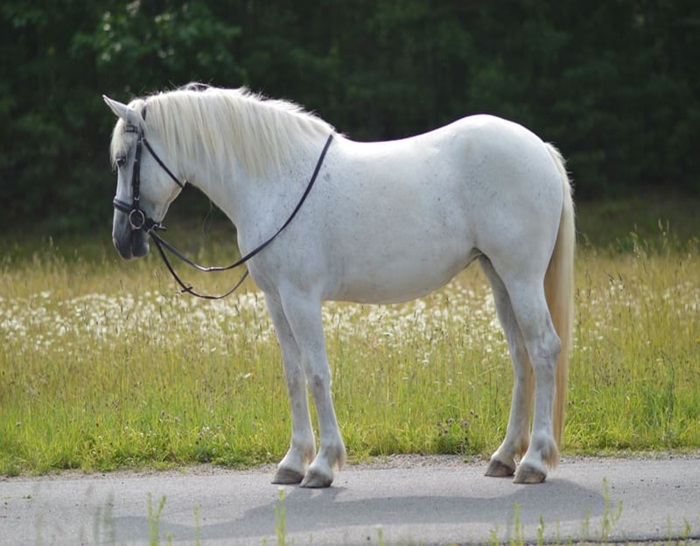 Mabel (Friesian Horse) - crossvalleyranch