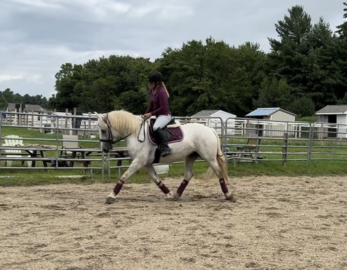 Mabel (Friesian Horse) - crossvalleyranch