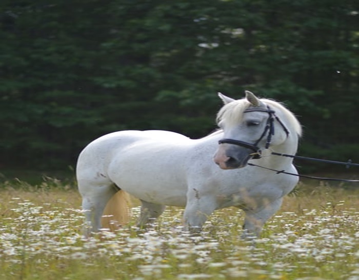 Mabel (Friesian Horse) - crossvalleyranch