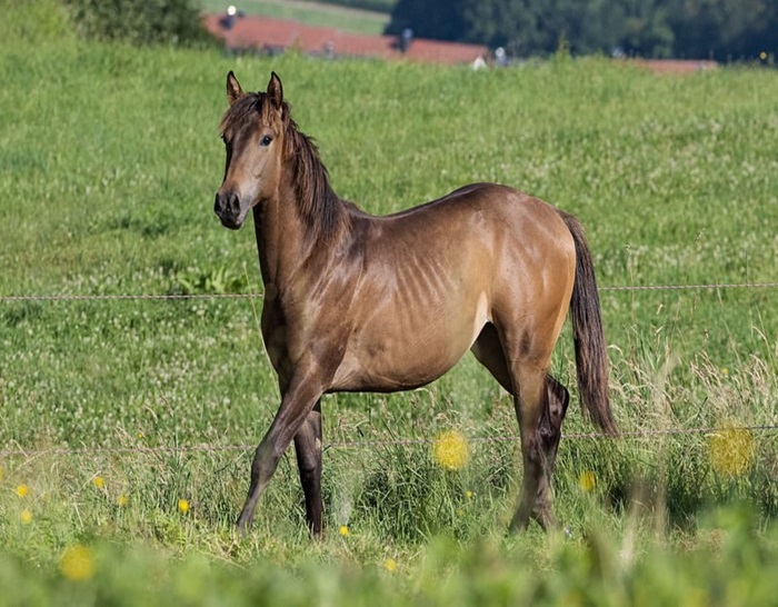 Maroon (Paint Horse) - crossvalleyranch