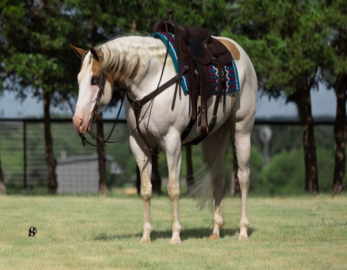 Milo (Paint Horse) - crossvalleyranch