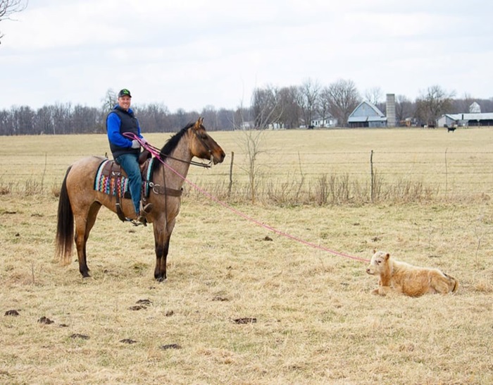 Skip King (Quarter Horse) - crossvalleyranch