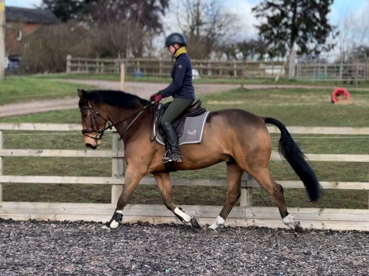 George (Belgian Warmblood) - crossvalleyranch