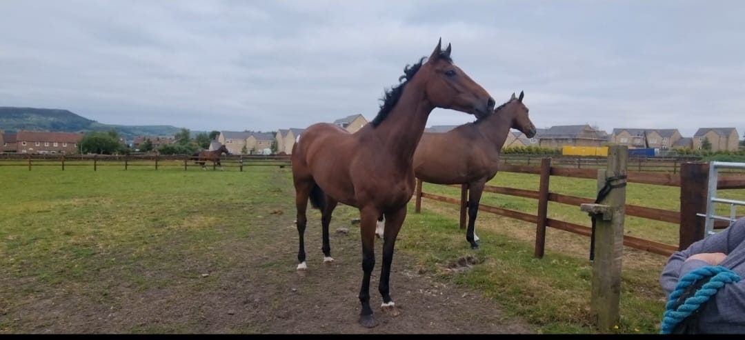Charlie (Thoroughbred Horse) - crossvalleyranch