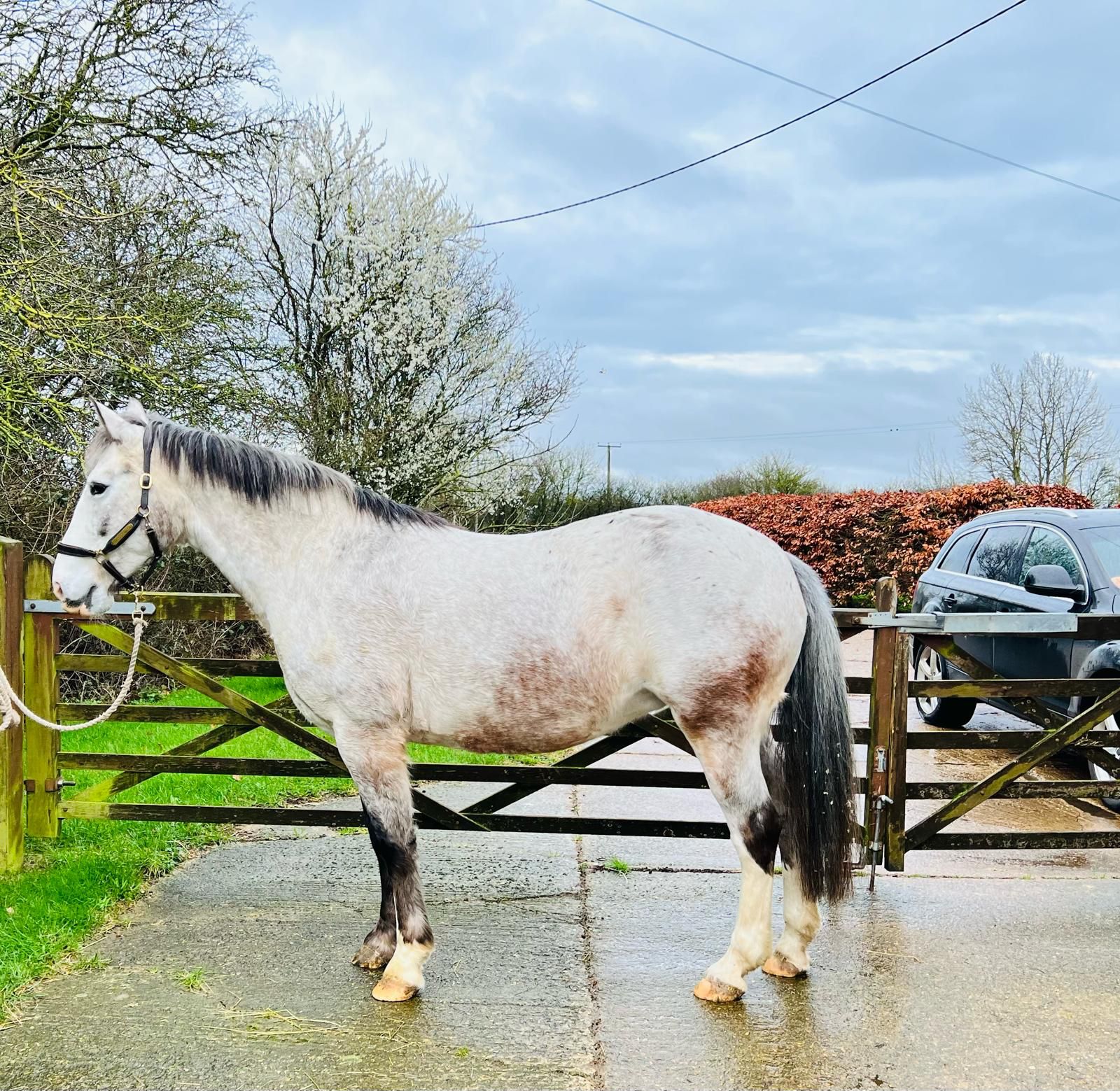 Maddie (Appaloosa Horse) - crossvalleyranch