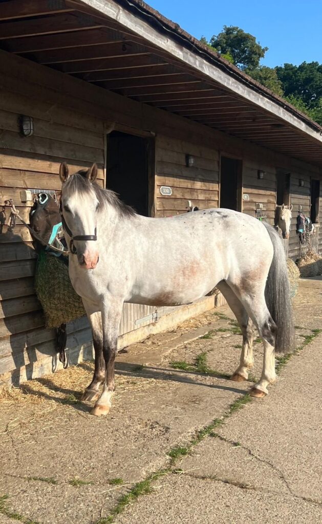 Maddie (Appaloosa Horse) - crossvalleyranch