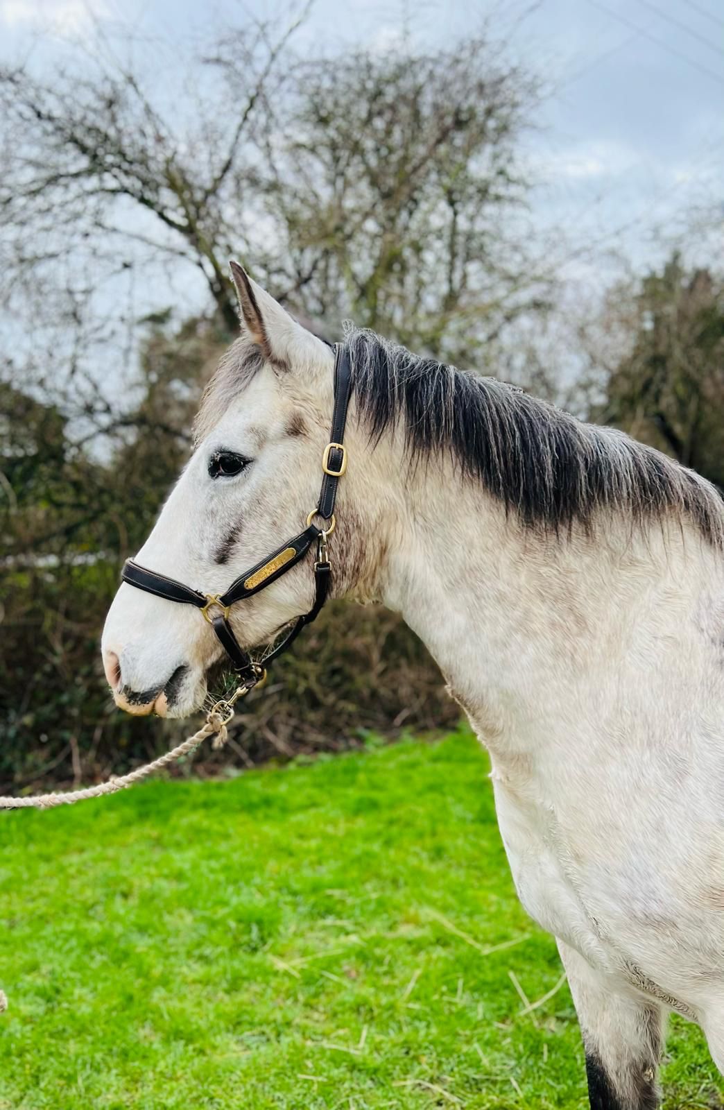 Maddie (Appaloosa Horse) - crossvalleyranch