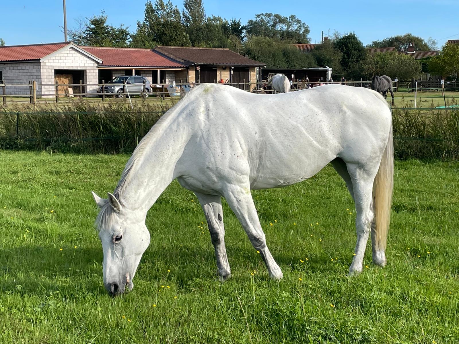 Belly (British Warmblood Horse) - crossvalleyranch