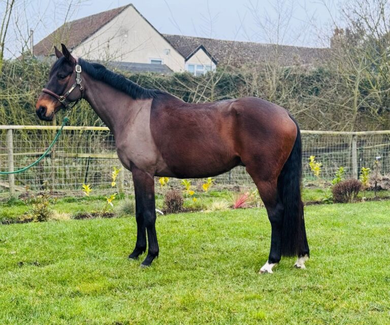 Flashy (Thoroughbred Horse) - crossvalleyranch