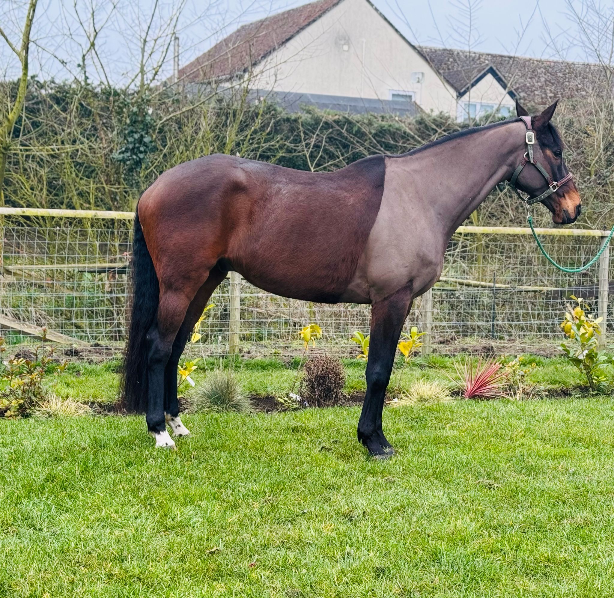 Flashy (Thoroughbred Horse) - crossvalleyranch