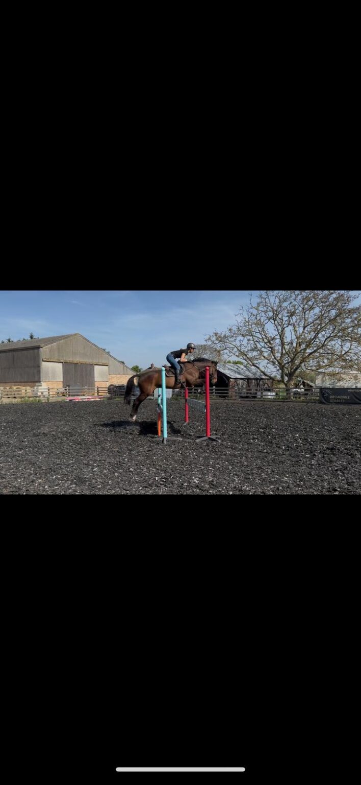 Rupert (Throughbred) - crossvalleyranch